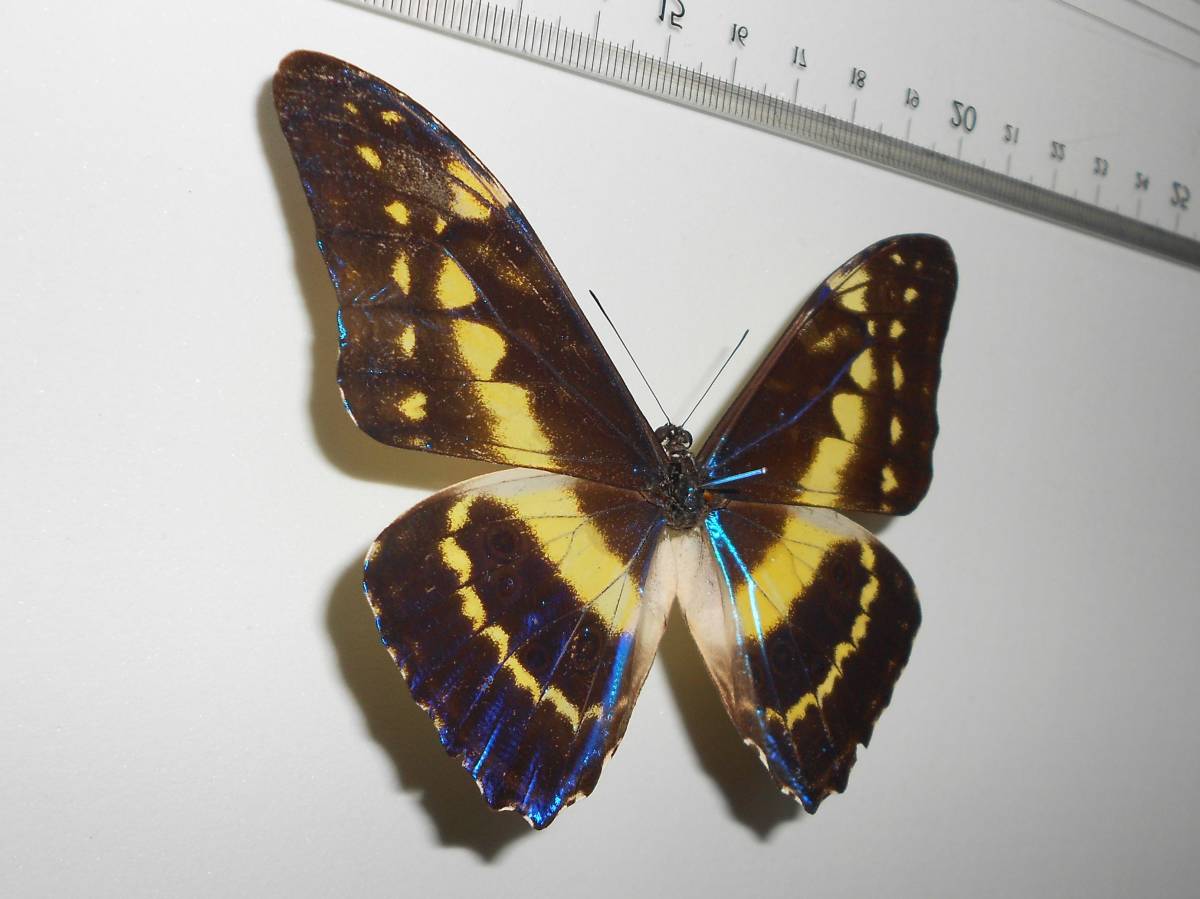 海外の蝶標本 キプリスモルフォ② オス Morpho cypris コロンビア産の落札情報詳細 - Yahoo!オークション落札価格検索 オークフリー