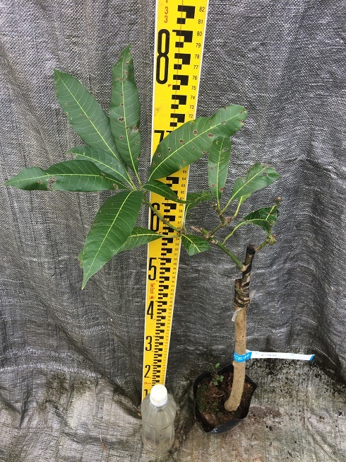 【新品】マンゴー苗木☆ジレイト(Zillate) 種マンゴー接木の落札情報詳細 - Yahoo!オークション落札価格検索 オークフリー