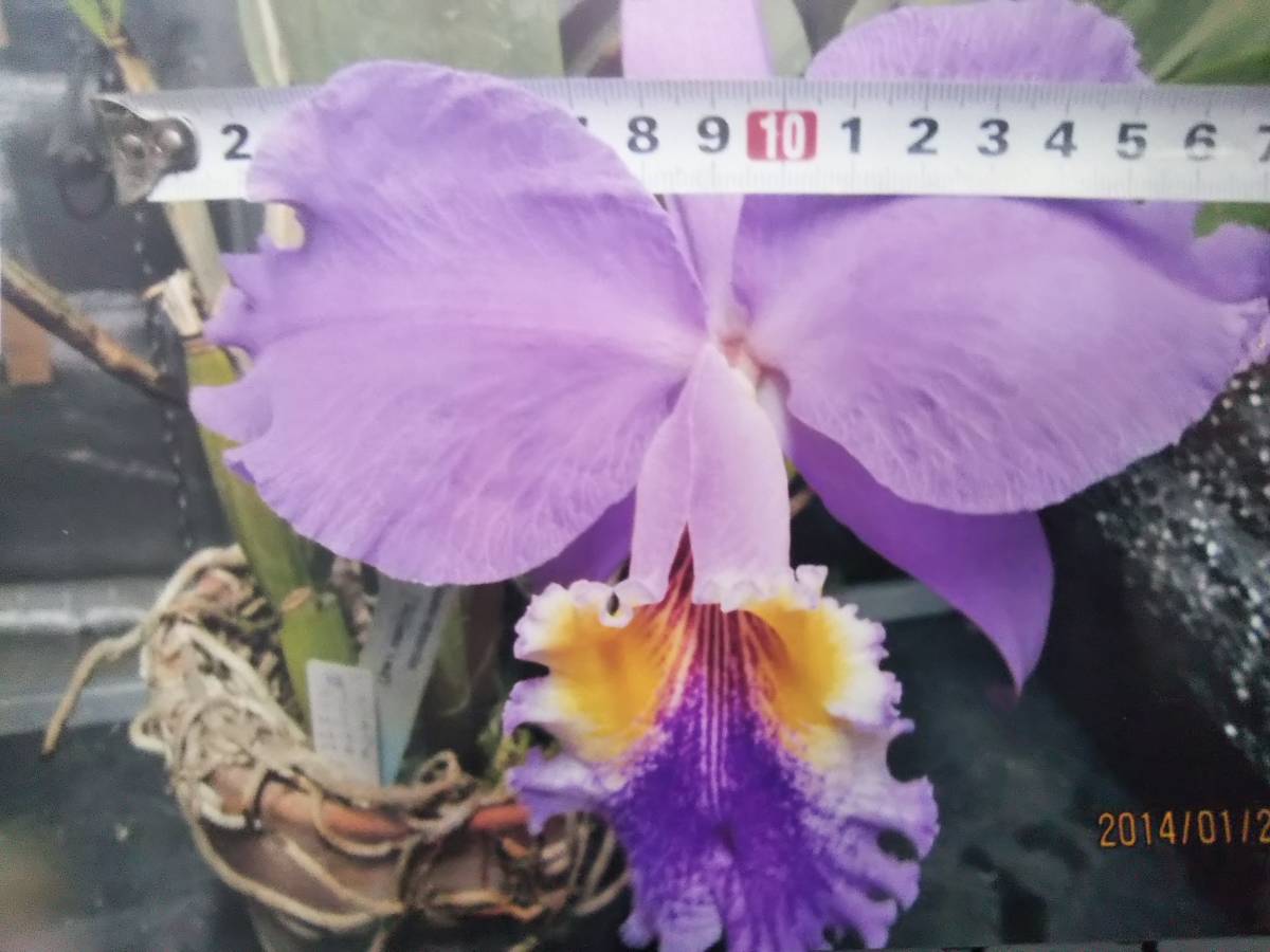 3洋蘭カトレア原種 c.mossiae tipo 名前なしの落札情報詳細 - Yahoo!オークション落札価格検索 オークフリー