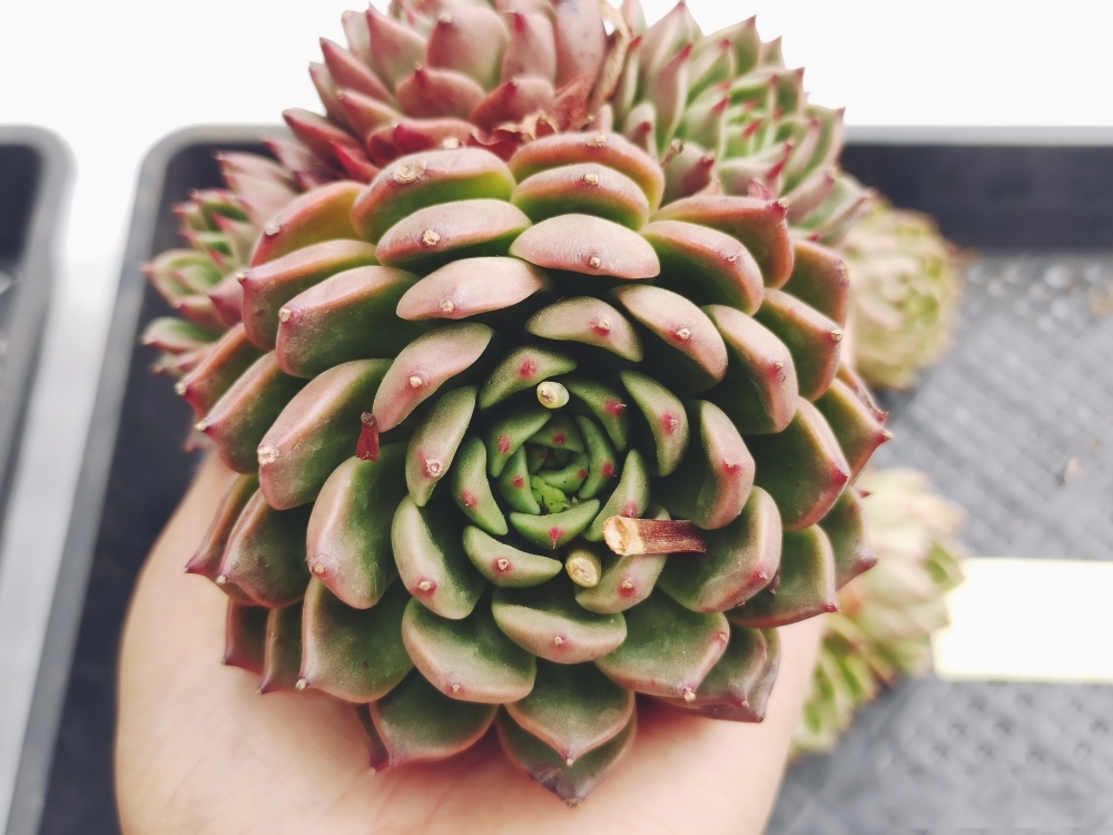 【新品】☆多肉植物 エケベリア 韓国 S1067エクストラゴーサ5個の落札情報詳細 - Yahoo!オークション落札価格検索 オークフリー