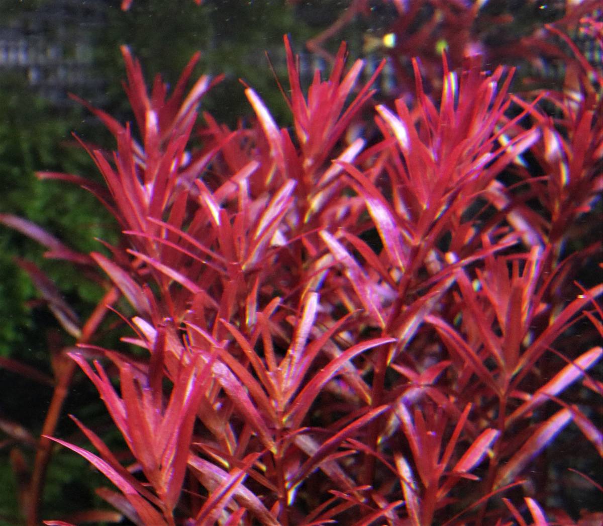 【UWG】育成品 ロタラsp. ブラッドレッド 10本の落札情報詳細 - Yahoo!オークション落札価格検索 オークフリー