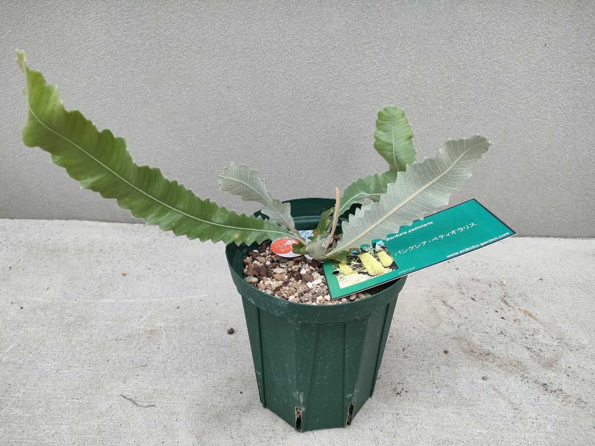 【未使用】バンクシア ペティオラリス Banksia petiolaris インテリア 観葉植物 ドライフラワー オージープランツ の落札情報 ...