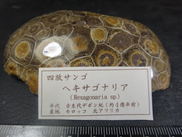 【未使用】四放サンゴ（Hexagonaria sp.）① 産地 モロッコ 年代 古生代デボン紀の落札情報詳細 - ヤフオク落札価格検索 オークフリー
