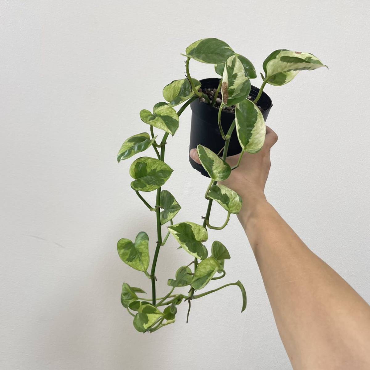 【未使用】[Pof]epipremnum aureun emerald エピプレムナム・エメラルド (emerald pothos ...