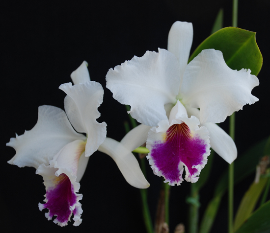 【傷や汚れあり】洋蘭 原種 C. labiata 2の落札情報詳細 - ヤフオク落札価格検索 オークフリー