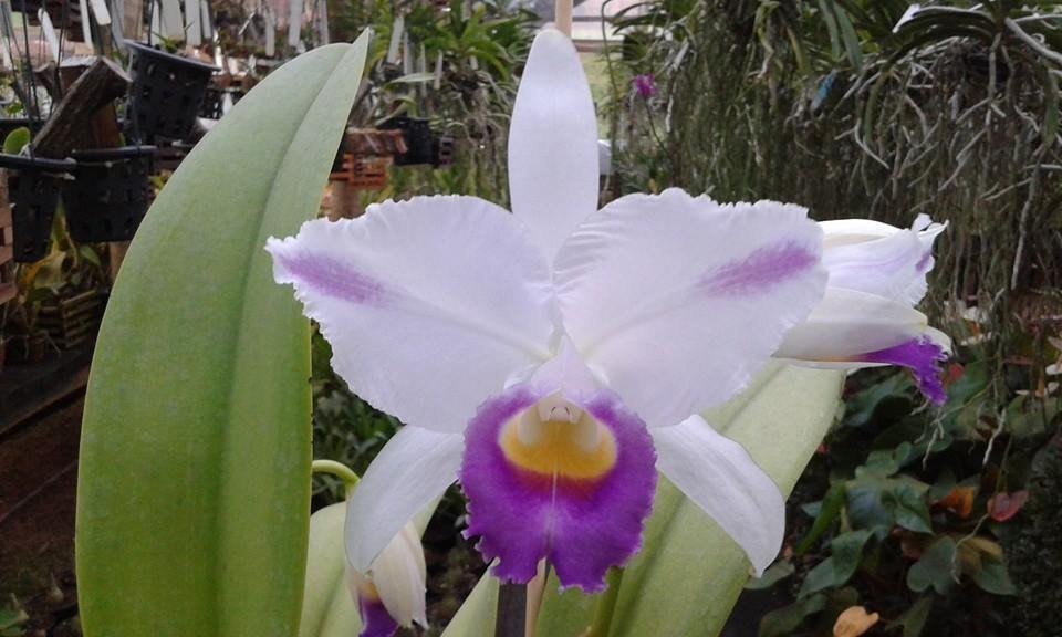 【未使用】C. trianae f. coerulea pincelada 'Heitor' x self花 洋蘭 原種 の落札情報詳細 ...