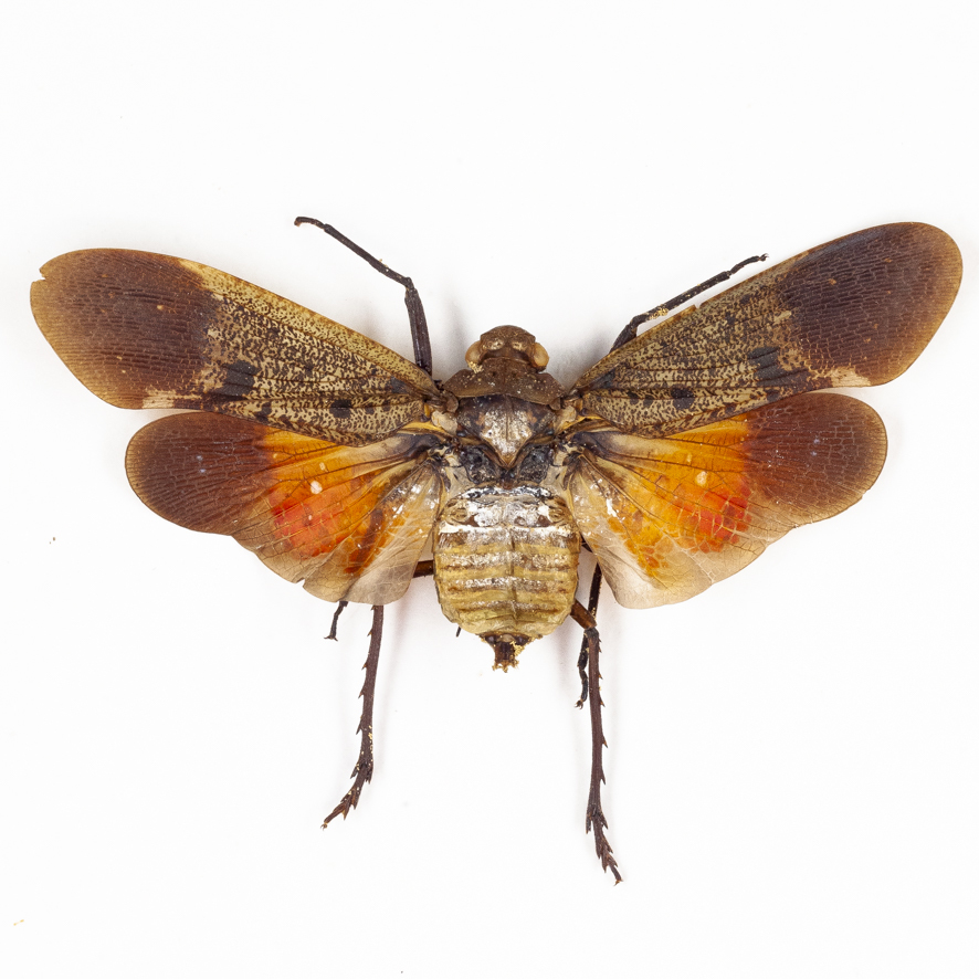 【未使用】P. farinosa ssp. tulia 18B オレンジ系ハゴロモ標本 スラウェシ島の落札情報詳細 - ヤフオク落札価格検索 ...