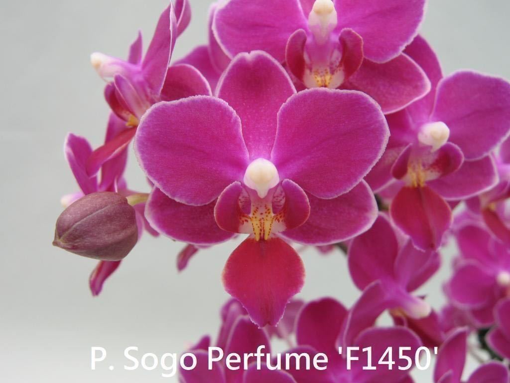 【未使用】(^。 ^)(185)洋蘭,P. Sogo Perfume 'F1450'の落札情報詳細 - ヤフオク落札価格検索 オークフリー