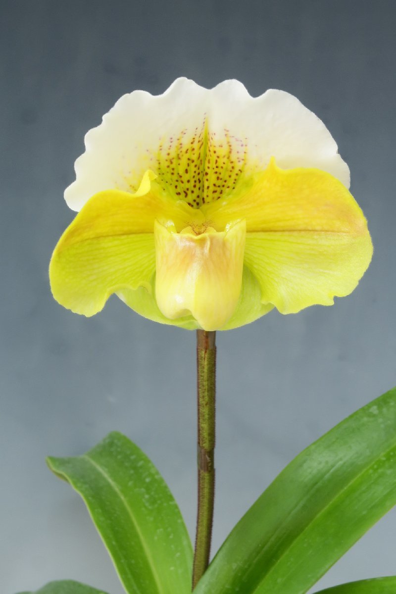 【未使用】洋蘭 パフィオ TA9241 TB15-23 Paph. (Stone Jolly '2013-672' x Elfstone ...