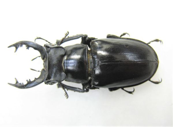 【目立った傷や汚れなし】【標本】極珍 タケオミヤマクワガタ（四川省南部Liangshan）♂39.2ミリA2の落札情報詳細 - ヤフオク落札 ...