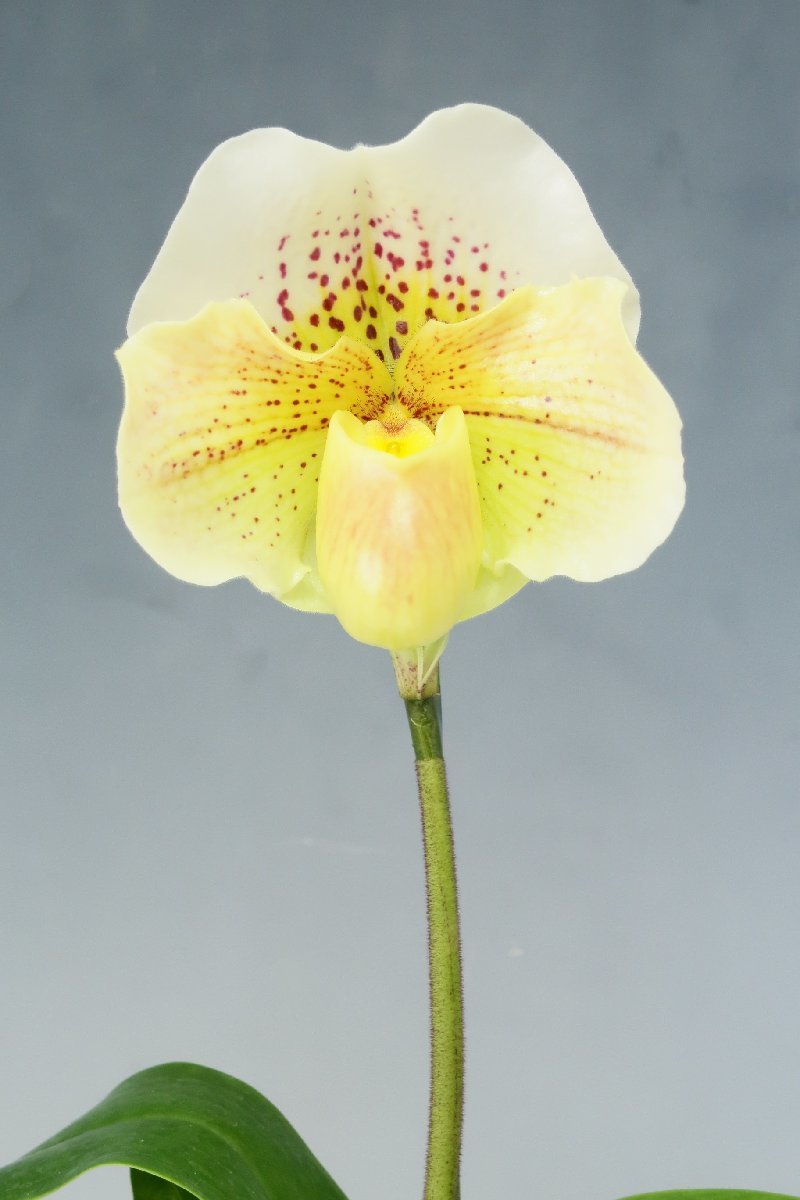 【未使用】洋蘭 パフィオ TA9307 VS18-16 Paph. (Emerald Crazy 'Giants' x Ice Castle 'Galaxy')の落札情報詳細 - ヤフオク落札 ...