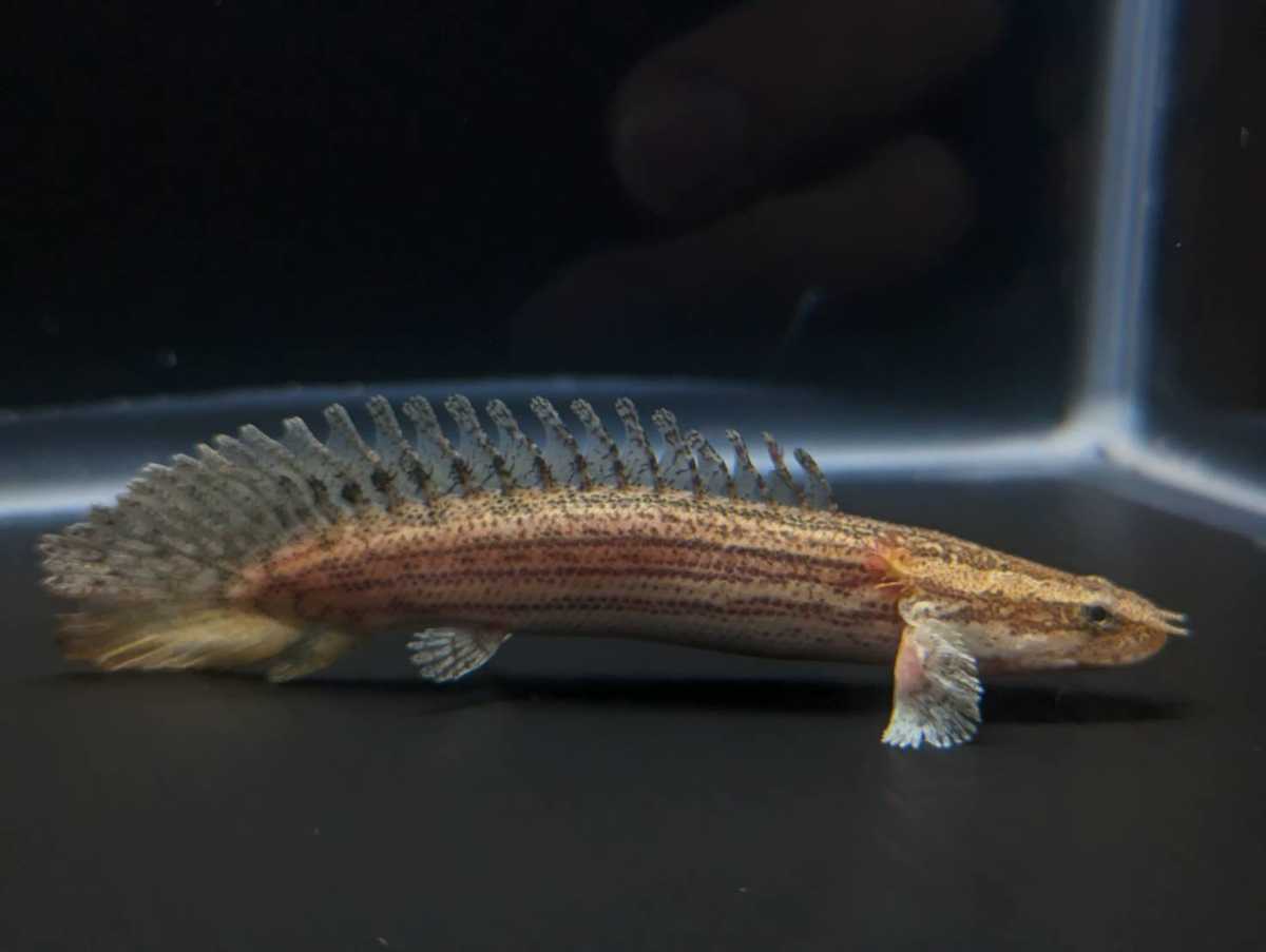 【目立った傷や汚れなし】《toto fish》セミショート セミロングフィン ポリプテルス ラプラディ 約12cm po ラプラティ レアの ...