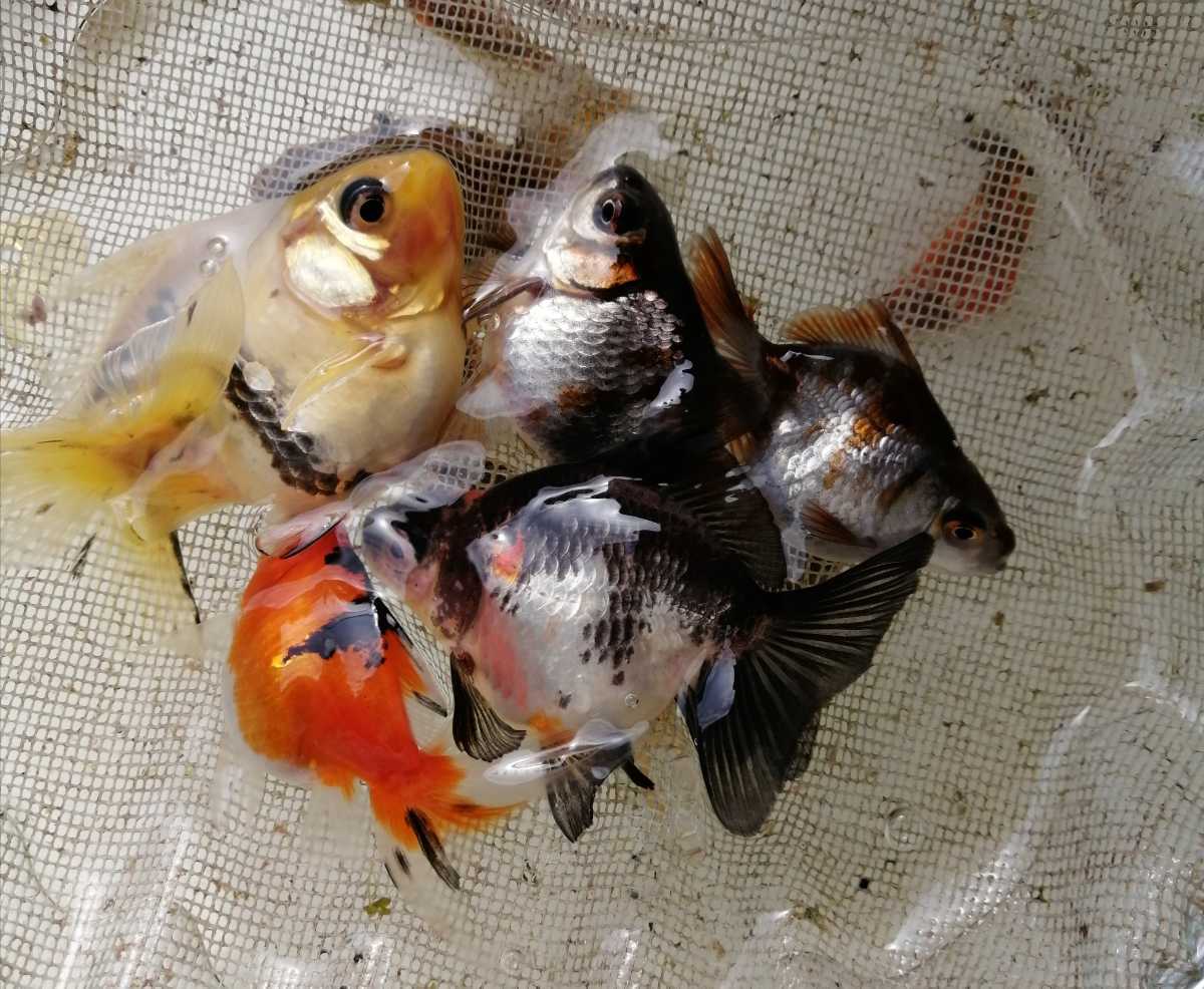 【未使用】琉金 色柄さまざま SSサイズ（2〜3cm）10匹 送料込み おてがる配送 京都からゆうパックで翌日着のエリアの方のみの落札情報詳細 ...