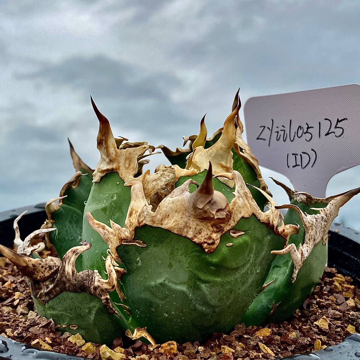 【やや傷や汚れあり】R039-52 特選 アガベ 多肉植物 チタノタ 凱撒‘SUPER CAESAR’ シーザー 強棘 極上美株 激レア！の落札情報詳細 - ヤフオク落札価格検索 オークフリー