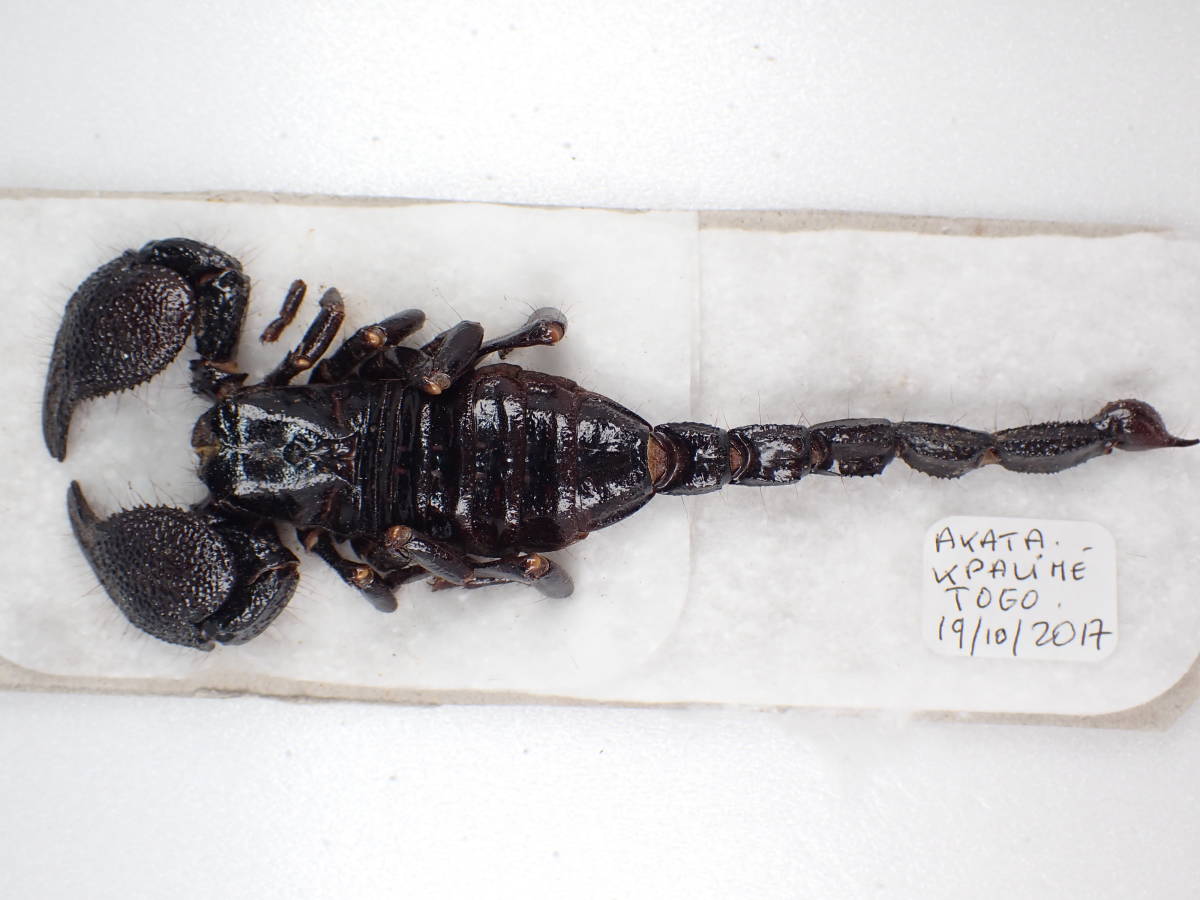 【未使用】サソリ目-05 トーゴ産 未整形 P.(Pandinus) sp. imperator 又は近縁種?の落札情報詳細 - ヤフオク落札 ...