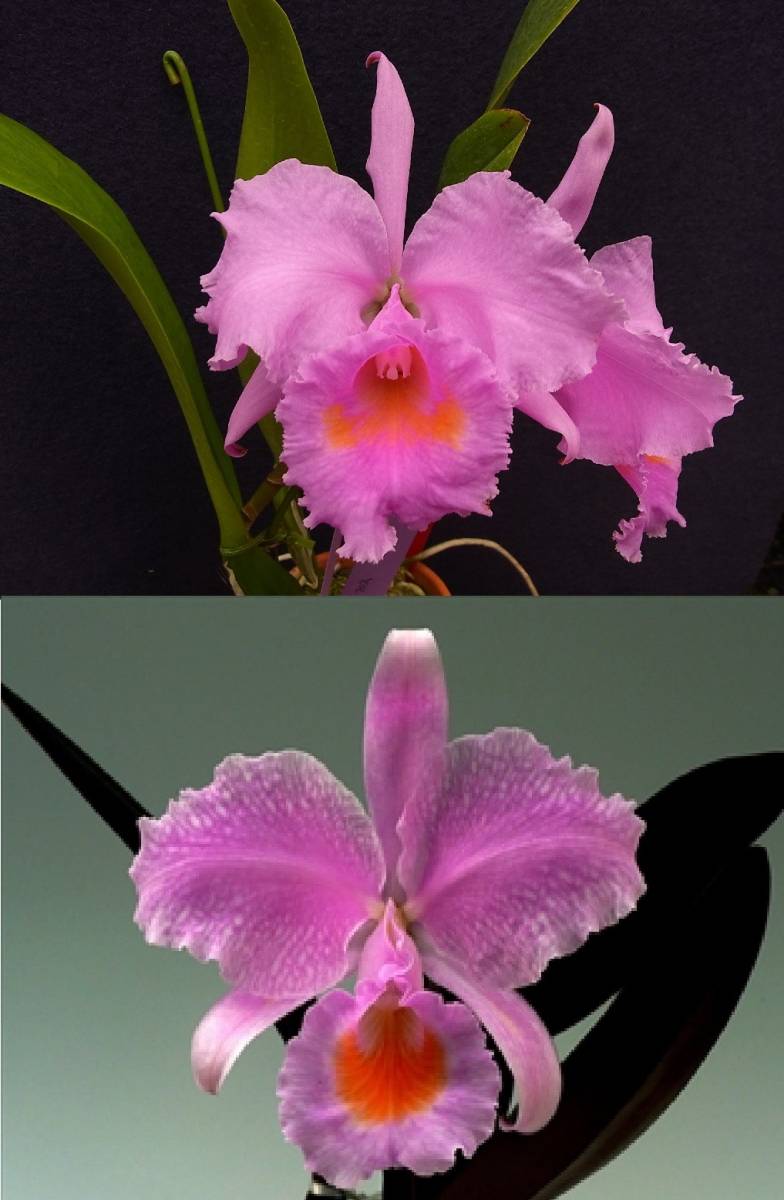 【未使用】★洋蘭★原種★カトレア★C. schroederae (oscura 'Sakura Jewel' x rubra 'Ashura ...