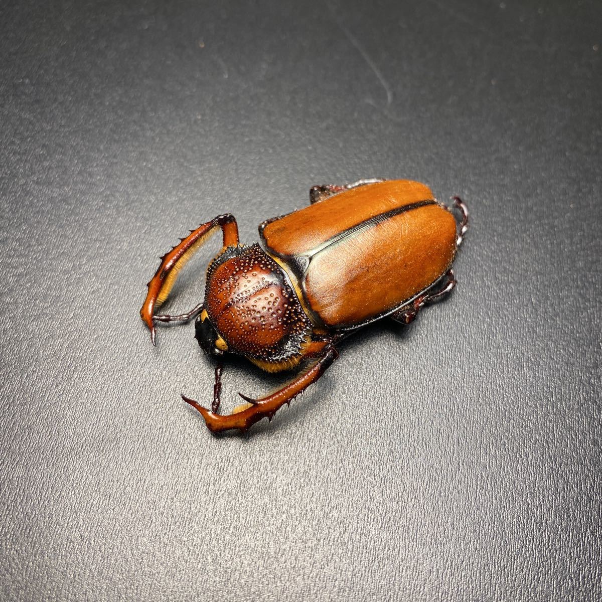 標本 ダビディヒメテナガコガネ 2♂1♀セットの落札情報詳細 - ヤフオク落札価格検索 オークフリー