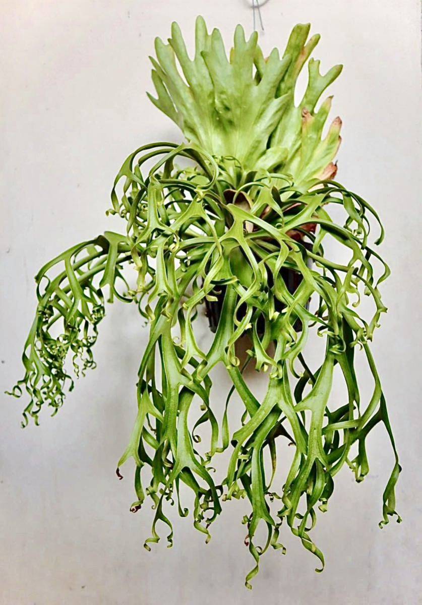 【未使用】P. coronarium 'Koala' コロナリウム【vandaka】ビカクシダの落札情報詳細 - ヤフオク落札価格検索 オークフリー