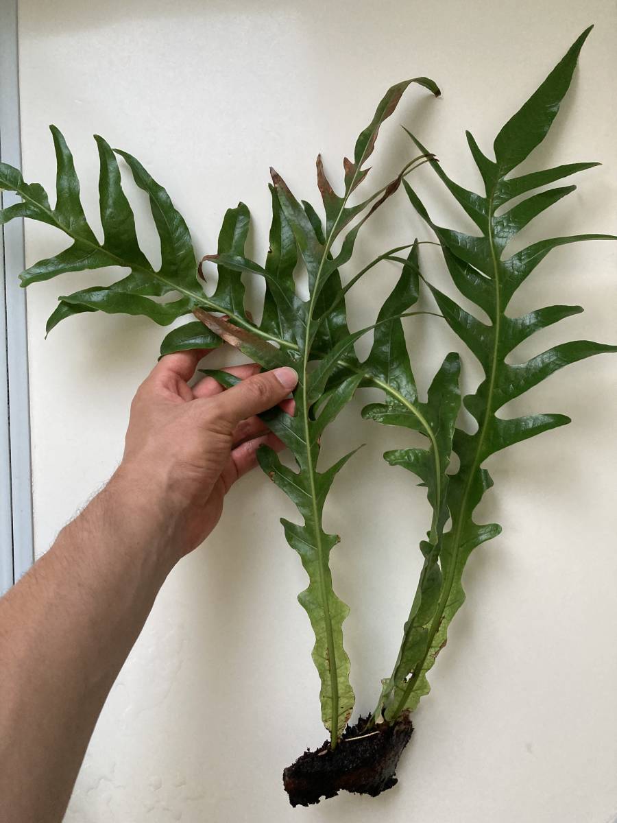【やや傷や汚れあり】Aglaomorpha coronans 抜き苗 アグラオモルファ 食虫植物・ネペンテス・シダ・ランの落札情報詳細 ...