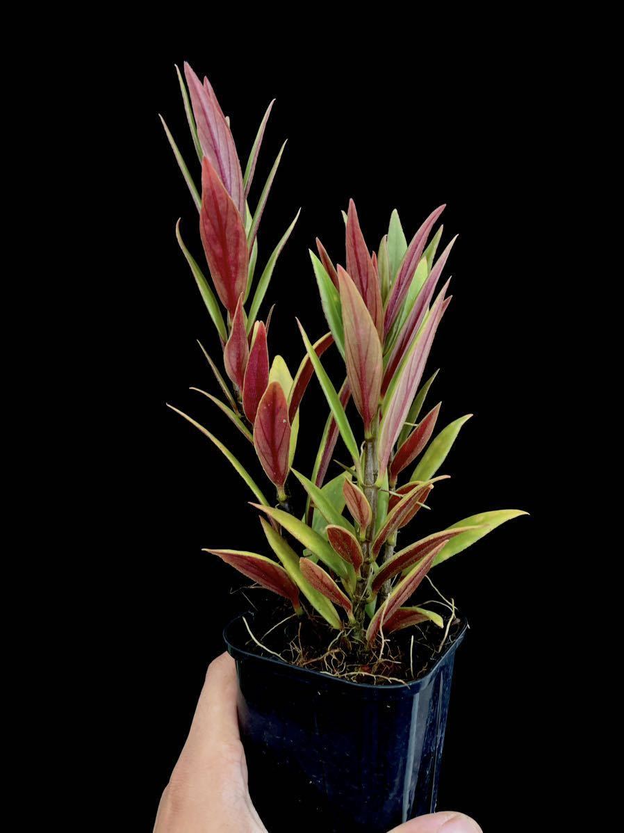 【未使用】KN コスタリカ産 コルムネア リネアリス（COLUMNEA LINEARIS） 2鉢出品 0.8M以下 の落札情報詳細 ...