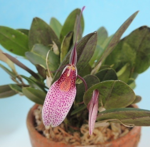 ②【レストレピア パープレア Restrepia purpurea 原種 5鉢セット 現品】送料無料の落札情報詳細 - ヤフオク落札価格検索 ...