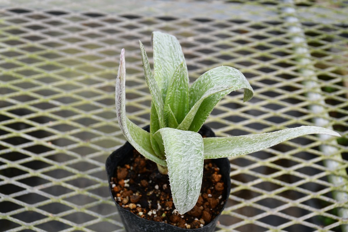 【未使用】230979☆AO☆珍種 キアノティス・ロブスタ Cyanotis robusta 60サイズの落札情報詳細 - Yahoo ...