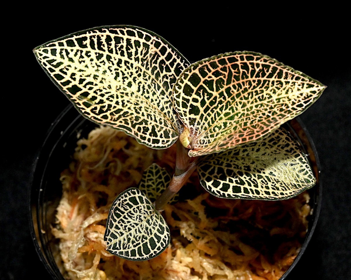 【第四種 洋蘭 原種】Bulb.roxburghii バルボフィラム ロクスバーギーの落札情報詳細 - ヤフオク落札価格検索 オークフリー