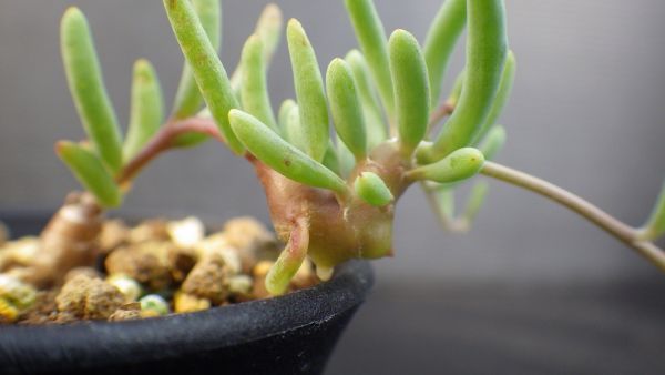 【未使用】多肉植物 オトンナ レチンゲリ 冬型塊根種 希少品種 2の落札情報詳細 - Yahoo!オークション落札価格検索 オークフリー