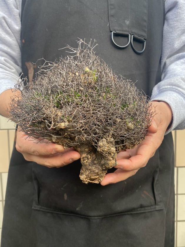 【やや傷や汚れあり】15 チレコドン万物想 レティキュラーツス 現地株 Tylecodon reticulatus Ceraria ...