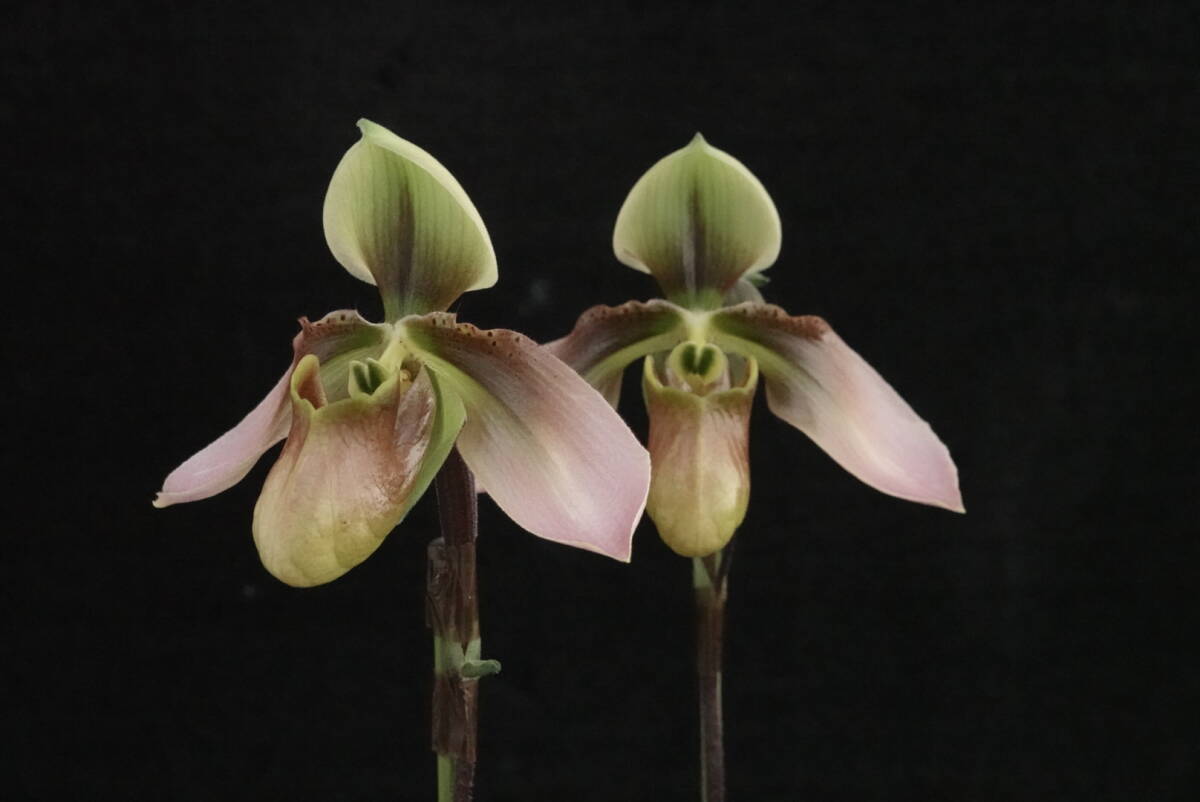 【傷や汚れあり】優良花 一点物 開花中 Paph appletonianum ラオス産のシブリング実生 ② 原種 パフィオ 洋蘭 原種 ...