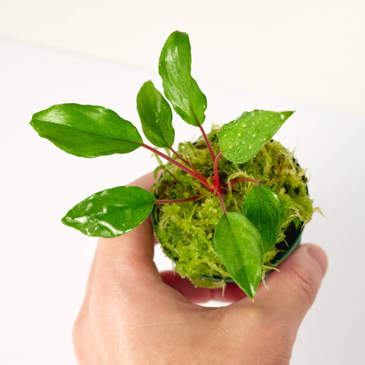 【未使用】【観葉植物】 ホマロメナ sp. ラナウ サバ州 グリーンタイプ 増殖株 画像の1ポット ( Homalomena sp.Ranau Sabah Green Type 管理記号 ...