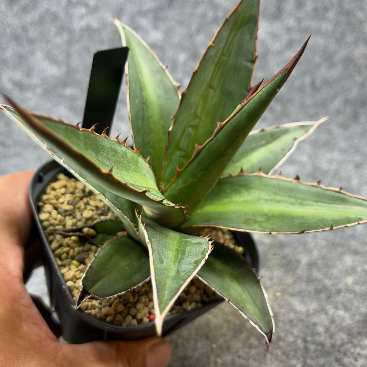 【傷や汚れあり】Agave kerchovei 'Huajuapan Red' アガベ ケルチョベイ red agave 種子 20粒の落札 ...