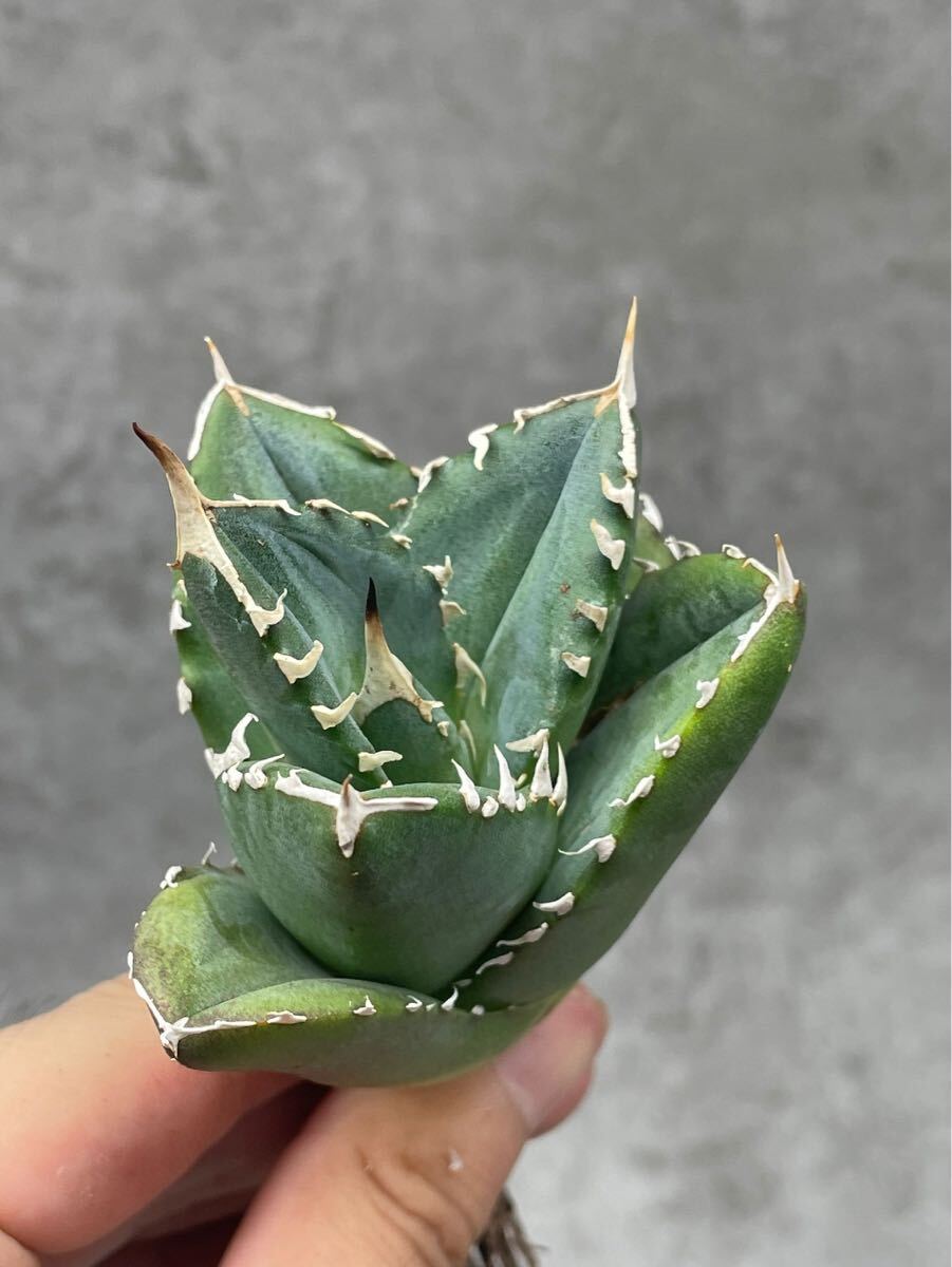 【やや傷や汚れあり】【AGAVE TITANOTA ‘NO-NAME ’ 無名】アガベチタノタ 唯一無二 選抜株 ②の落札情報詳細 - Yahoo!オークション落札価格検索 オークフリー