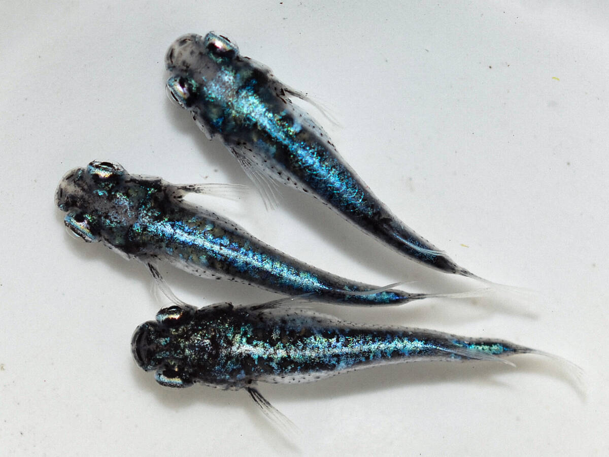 【未使用に近い】墨武 若魚（2024年産まれ） オス2 メス1(現物出品) ikahoff H-0903-39577-aの落札情報詳細 - Yahoo!オークション落札価格検索 オークフリー