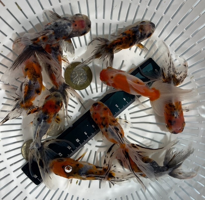 【未使用】XAZU-2 東錦 2歳10匹 ≪九一一≫(2日かかる地域の方は2ケースです。沖縄 離れ島は発送不可。説明文参照乞う。)の落札情報 ...