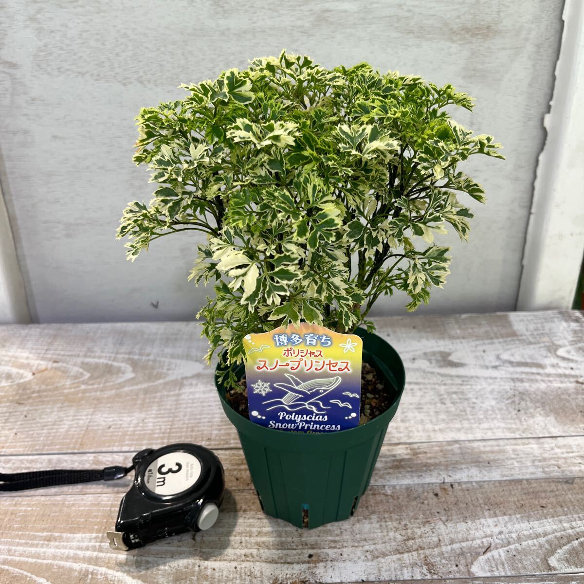 【未使用】ポリシャス スノープリンセス班入り② 4号 鉢底から約29cm 9月18日撮影現品 豊中市より出品 同梱発送歓迎の落札情報詳細 - Yahoo!オークション落札価格検索 オークフリー