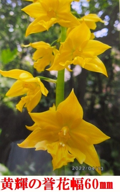 【やや傷や汚れあり】80Nえびね蘭 375 黄輝の誉 花幅60㎜程度 自然種 山野草 エビネランの落札情報詳細 - Yahoo!オークション落札価格検索 オークフリー