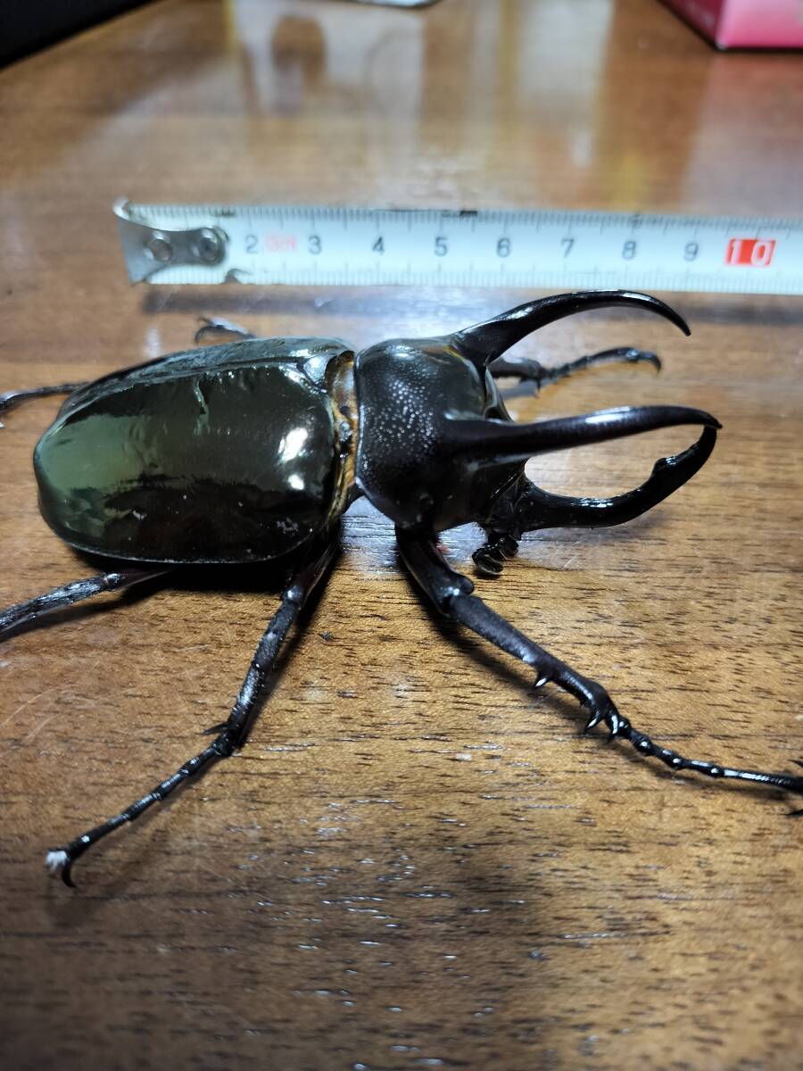 【未使用】ミンダナオアトラス 76ミリ オス cbf1 匿名配送 の落札情報詳細 - Yahoo!オークション落札価格検索 オークフリー