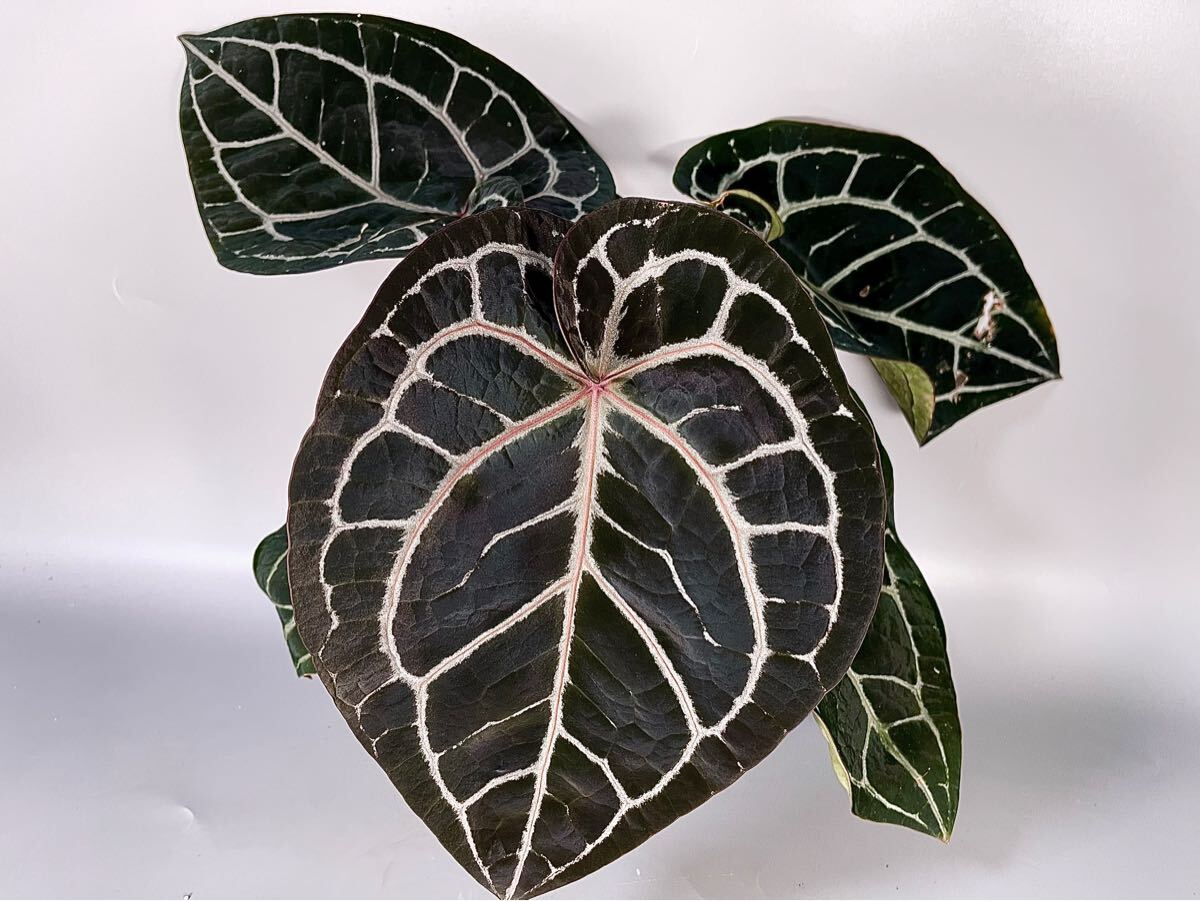 【やや傷や汚れあり】ドックブロック アンスリューム・ミッシェル Anthurium 'Michelle' by DOCBLOCKの落札情報詳細 ...
