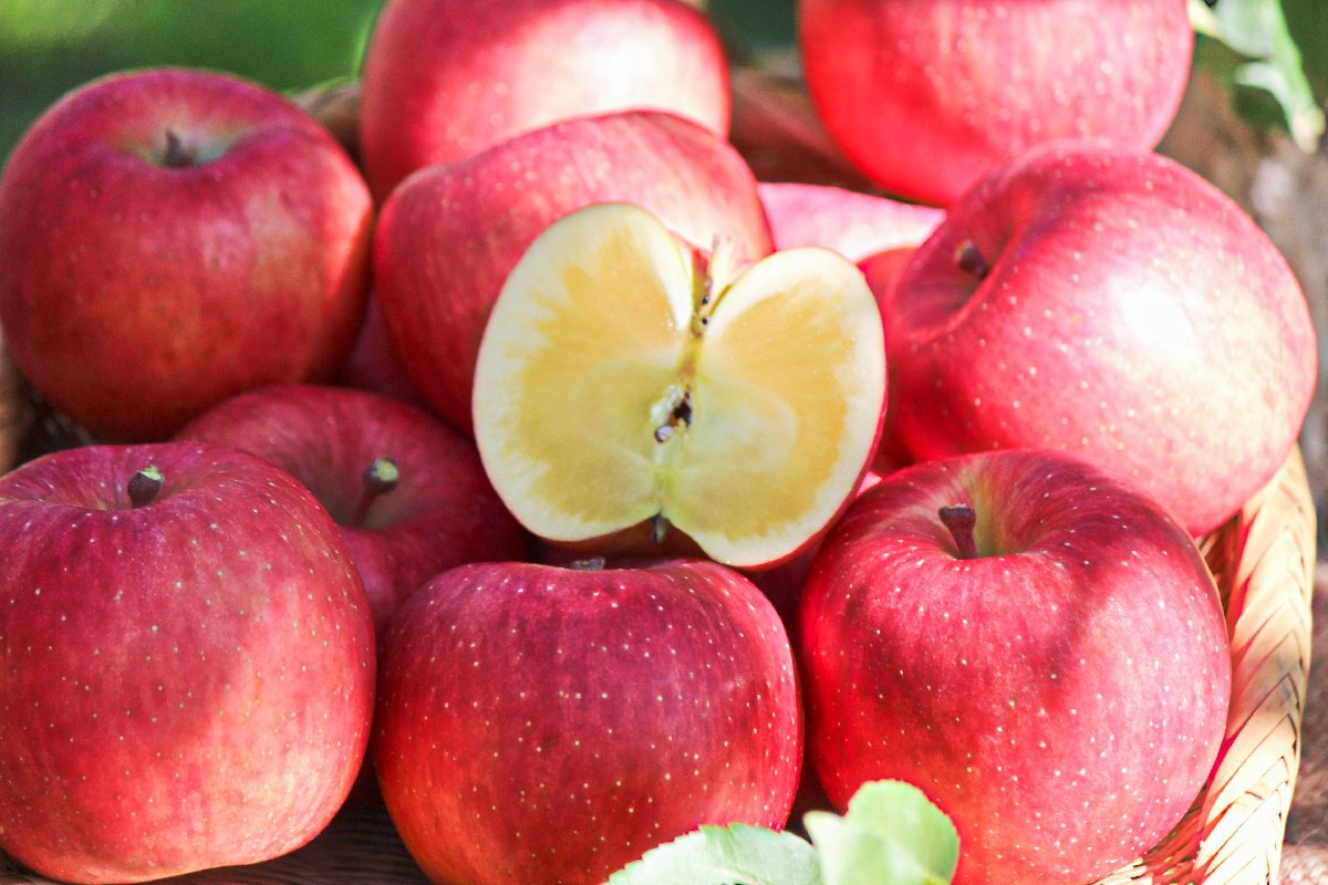 【未使用】予約 山形県産りんご「こうとく」約2kg6～13玉 11月上旬～の落札情報詳細 - Yahoo!オークション落札価格検索 オークフリー