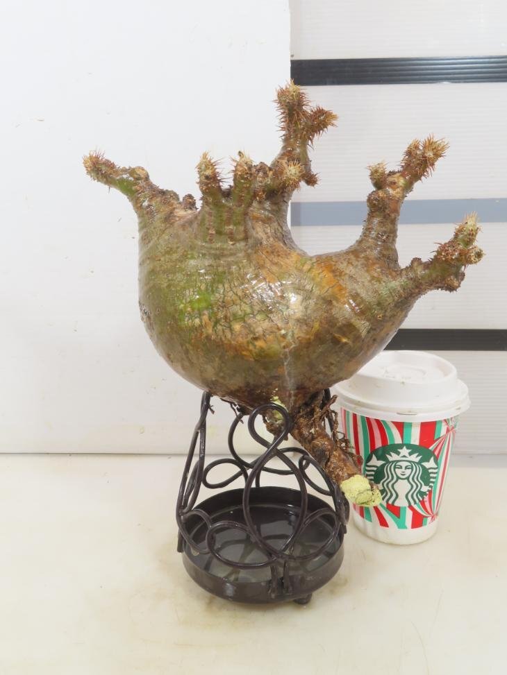 【未使用に近い】8207 「塊根植物」パキポディウム グラキリス M 抜き苗【1/20最新到着・gracilius・根切確認済・マダガスカル】の落札情報詳細 - Yahoo!オークション落札 ...