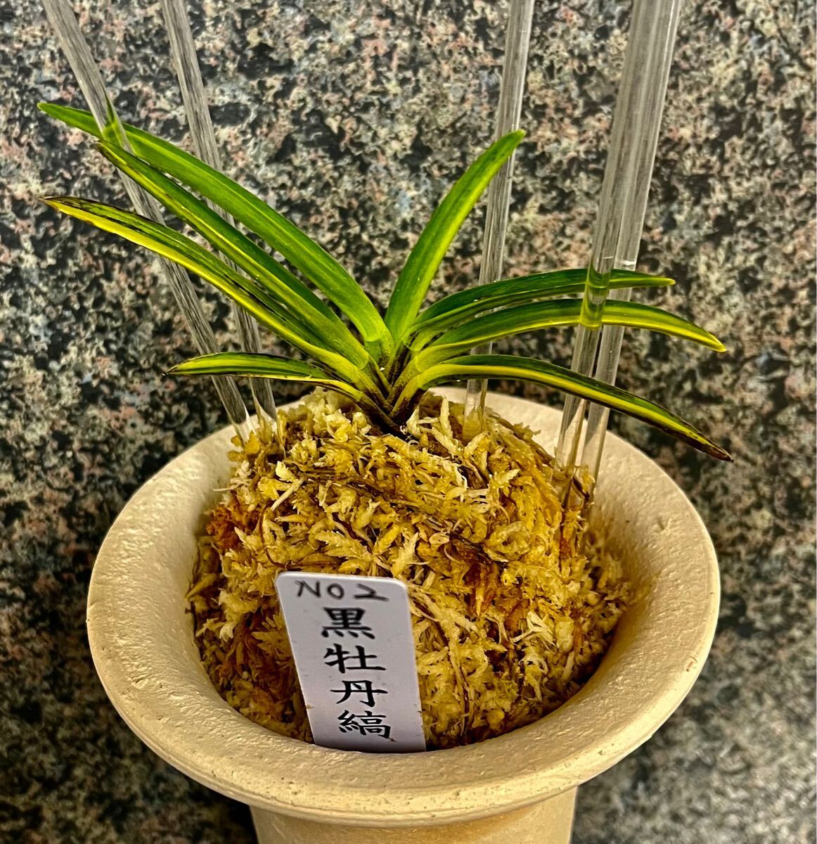 【目立った傷や汚れなし】富貴蘭 最上芸最上柄【N o2黒牡丹縞】伝統園芸《富貴蘭を楽しんで》の落札情報詳細 - Yahoo!オークション落札価格検索 オークフリー