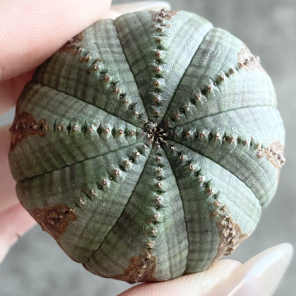 【未使用】【B9795】【数量限定！選抜実生株！】ユーフォルビア オベサ Euphorbia obesa ( 塊根植物 多肉植物 )の落札情報詳細 - Yahoo!オークション落札価格検索 ...