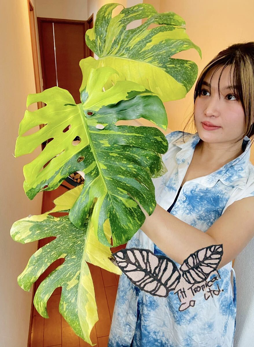 【未使用】ゲリラセール1000円スタートMonstera mint モンステラミント《m180》順化済 希少 人気 かわいい ななしのplus ...