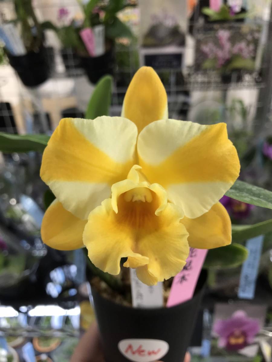 【新品】洋蘭交配種 Rth. Nell Hammer ( Rlc. Haadyai Delight × Ctt. Varut ...