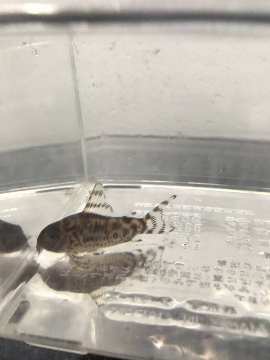 【新品】コリドラスゼブリーナ【CW111】ワイルド 1匹 サイズ6cm ①の落札情報詳細 - Yahoo!オークション落札価格検索 オークフリー