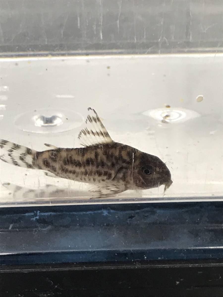 【新品】コリドラスゼブリーナ【CW111】ワイルド 1匹 サイズ6cm ①の落札情報詳細 - Yahoo!オークション落札価格検索 オークフリー