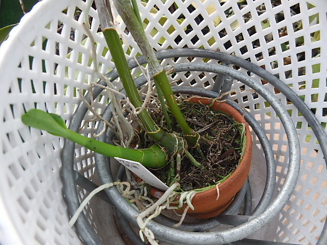 Den. nobile Sir. Frederick Moore ( 4N ) 2年目になります。の落札情報詳細 - ヤフオク落札価格検索 ...