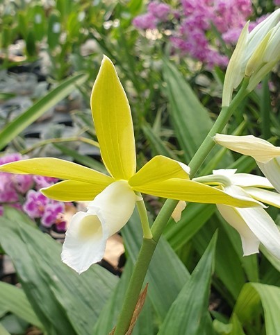 【傷や汚れあり】 洋蘭 Phaius. tankervilleae albaの落札情報詳細 - ヤフオク落札価格検索 オークフリー