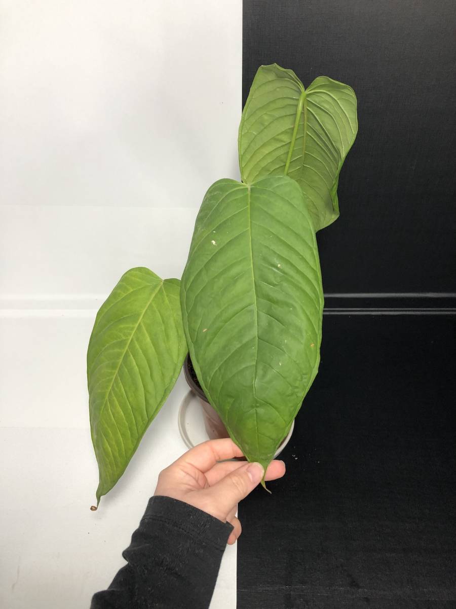 【目立った傷や汚れなし】アンスリウム リネオラタム | Anthurium Lineolatum | アロカシア モンステラ フィロデンドロン ...